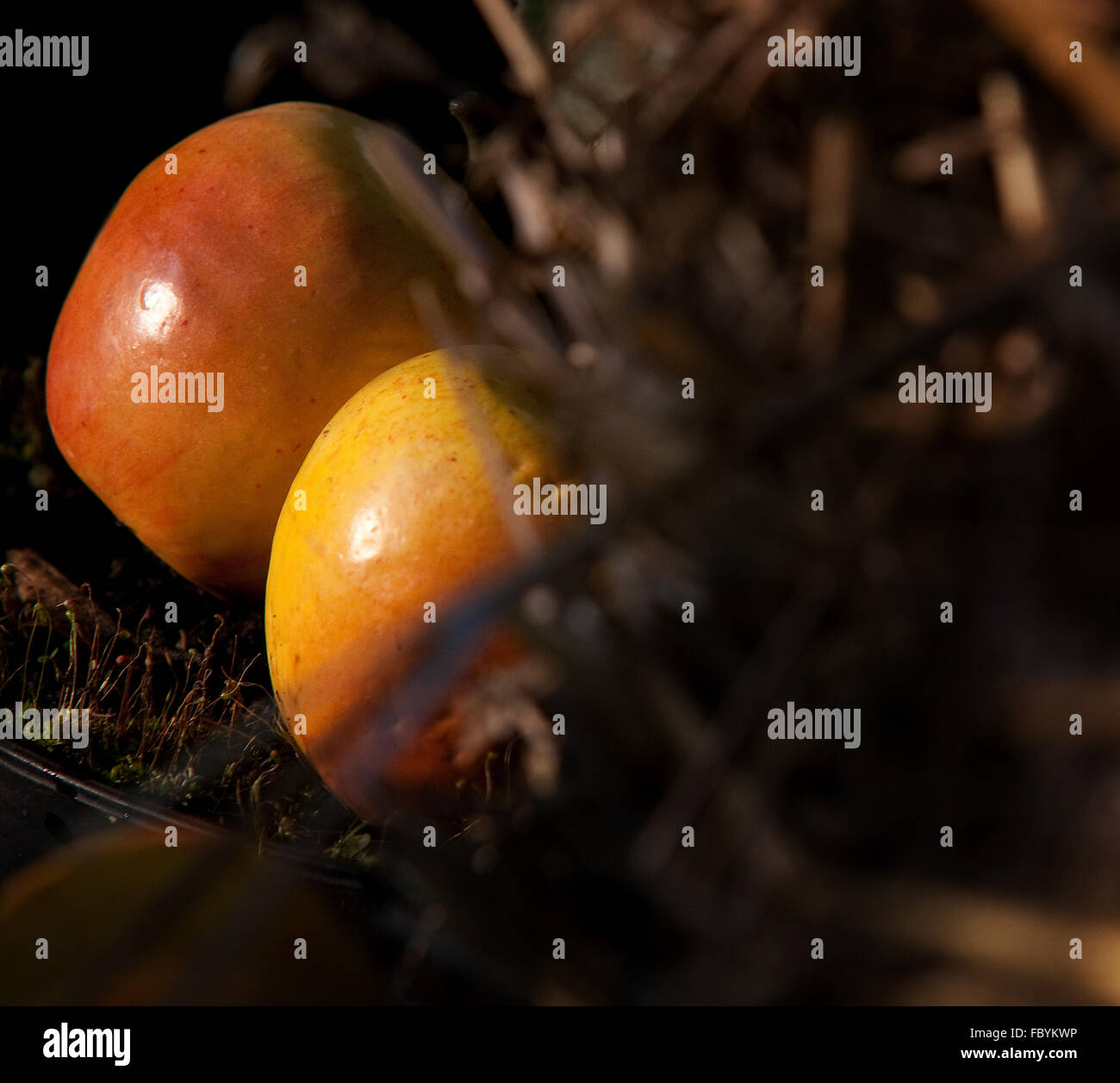 Harvesting time for potatoes hi-res stock photography and images - Alamy