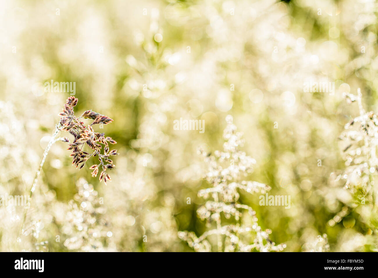 High key landscape hi-res stock photography and images - Alamy