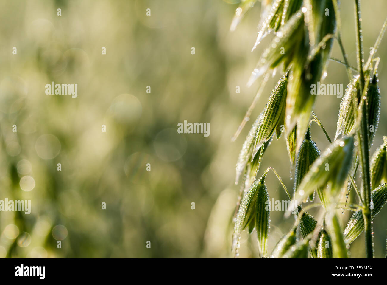 Wheat panicle hi-res stock photography and images - Alamy