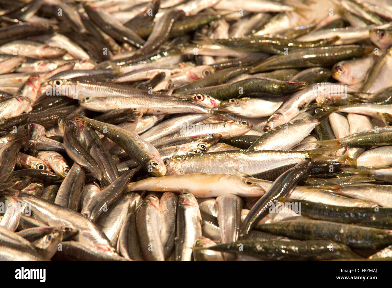 Little fish hi-res stock photography and images - Alamy