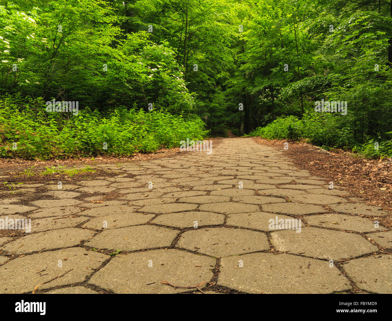 Bush walkway hi-res stock photography and images - Alamy