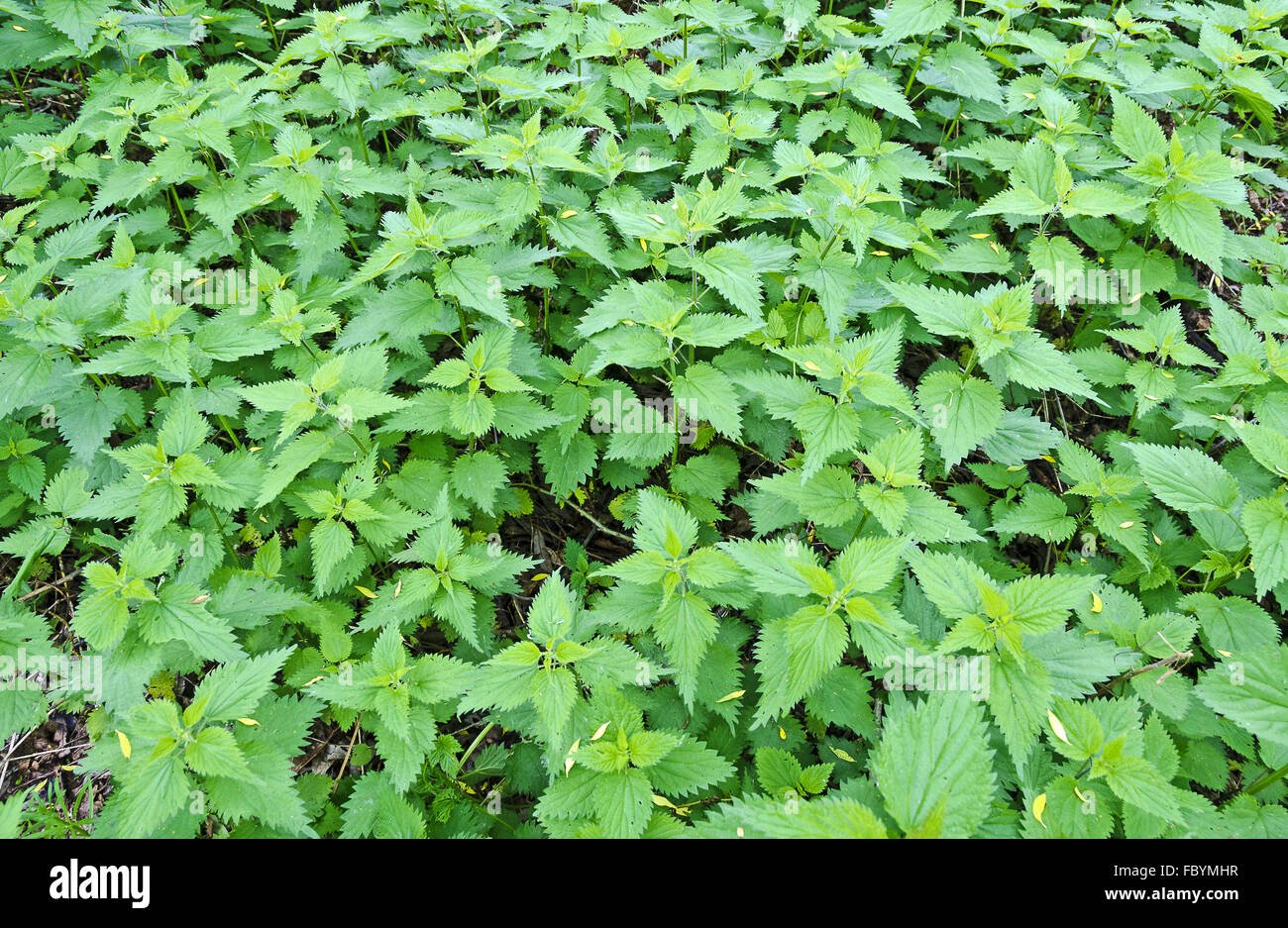 stinging nettle field Stock Photo - Alamy