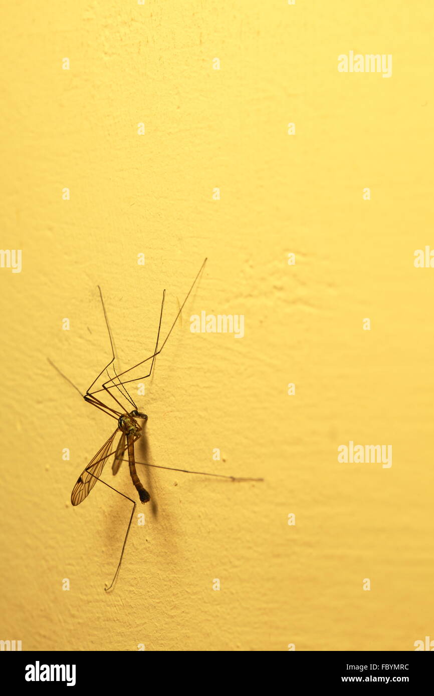 Closeup mosquito hi-res stock photography and images - Alamy