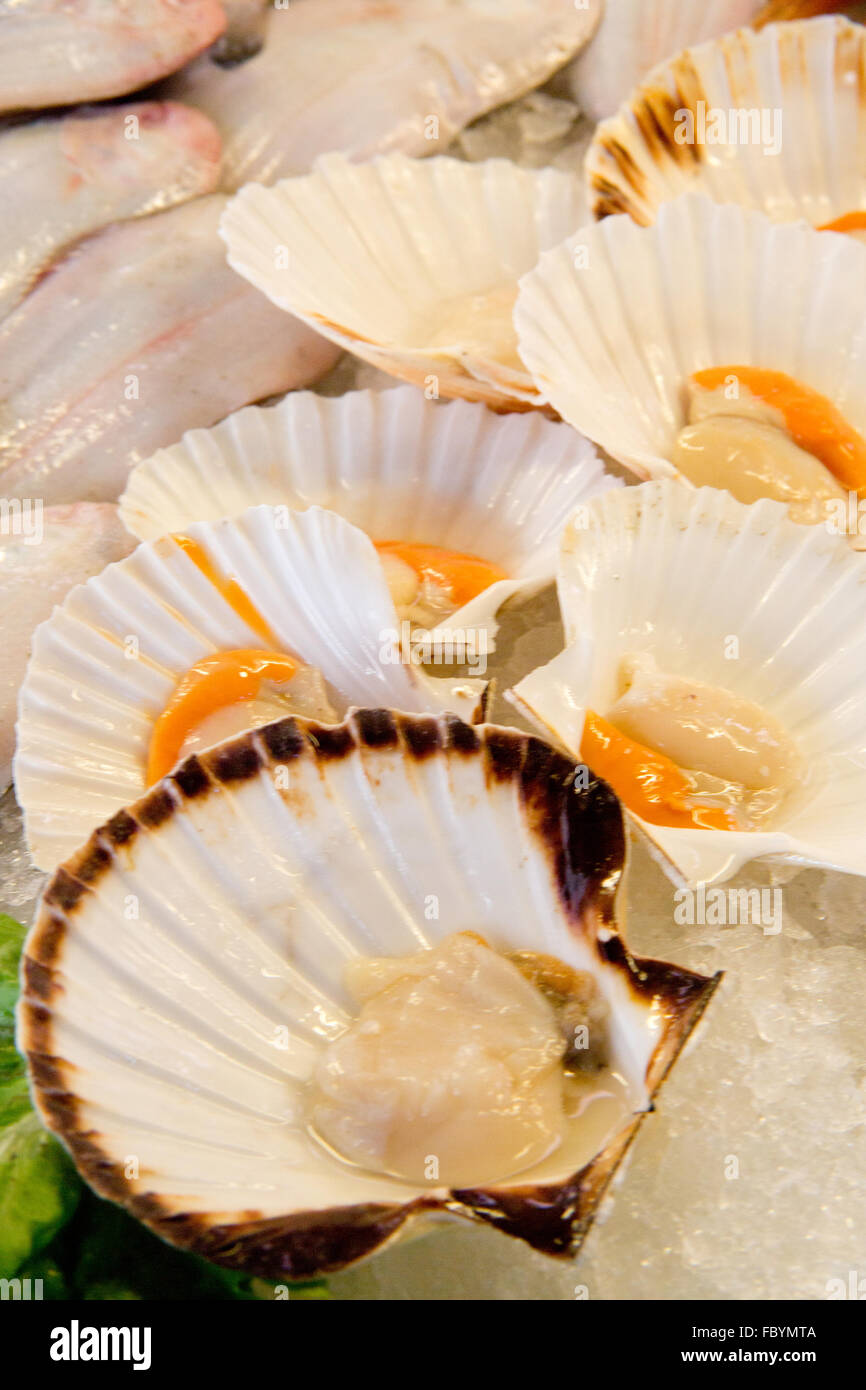 Octopus shells hi-res stock photography and images - Alamy