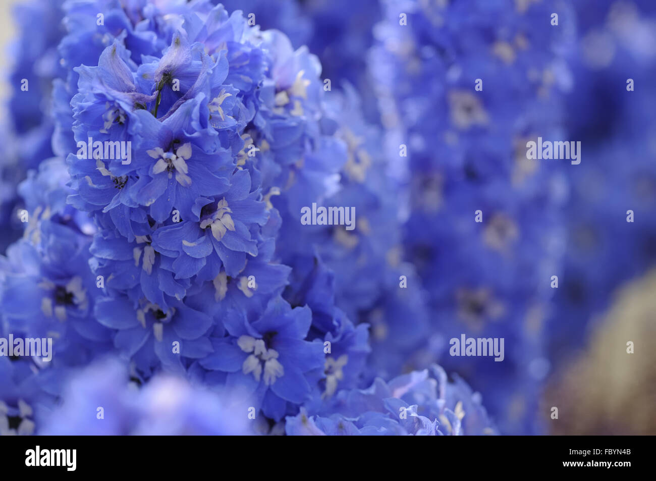 Violet larkspur flowers hi-res stock photography and images - Alamy