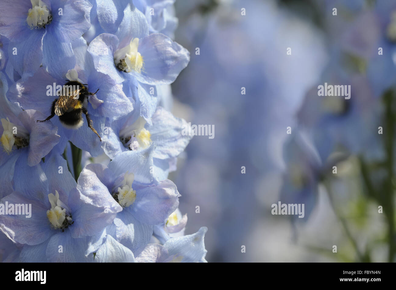 Violet larkspur flowers hi-res stock photography and images - Alamy