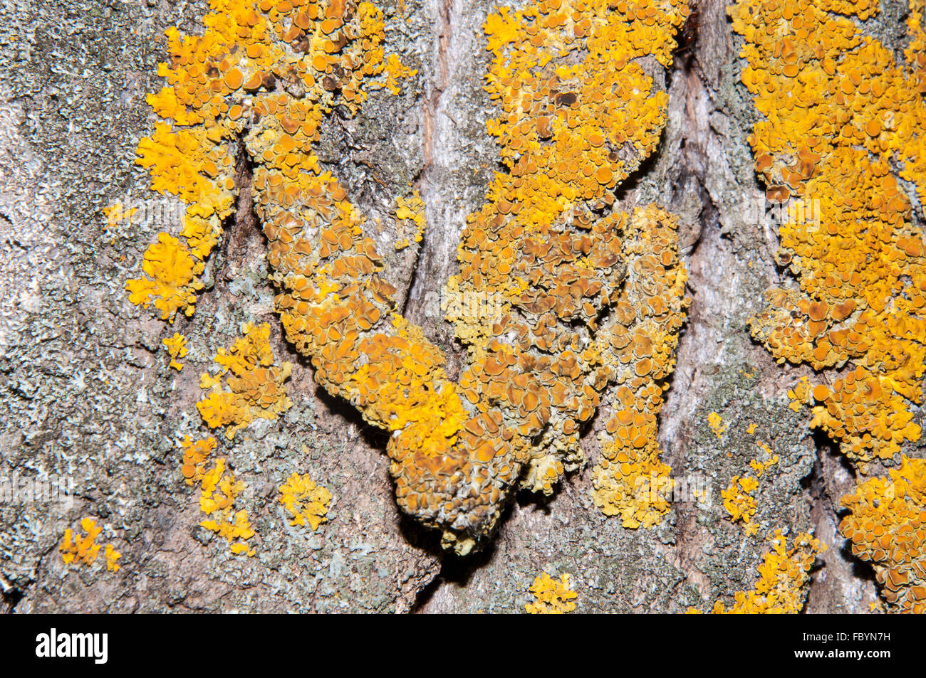 The texture of the bark of an old tree Stock Photo - Alamy