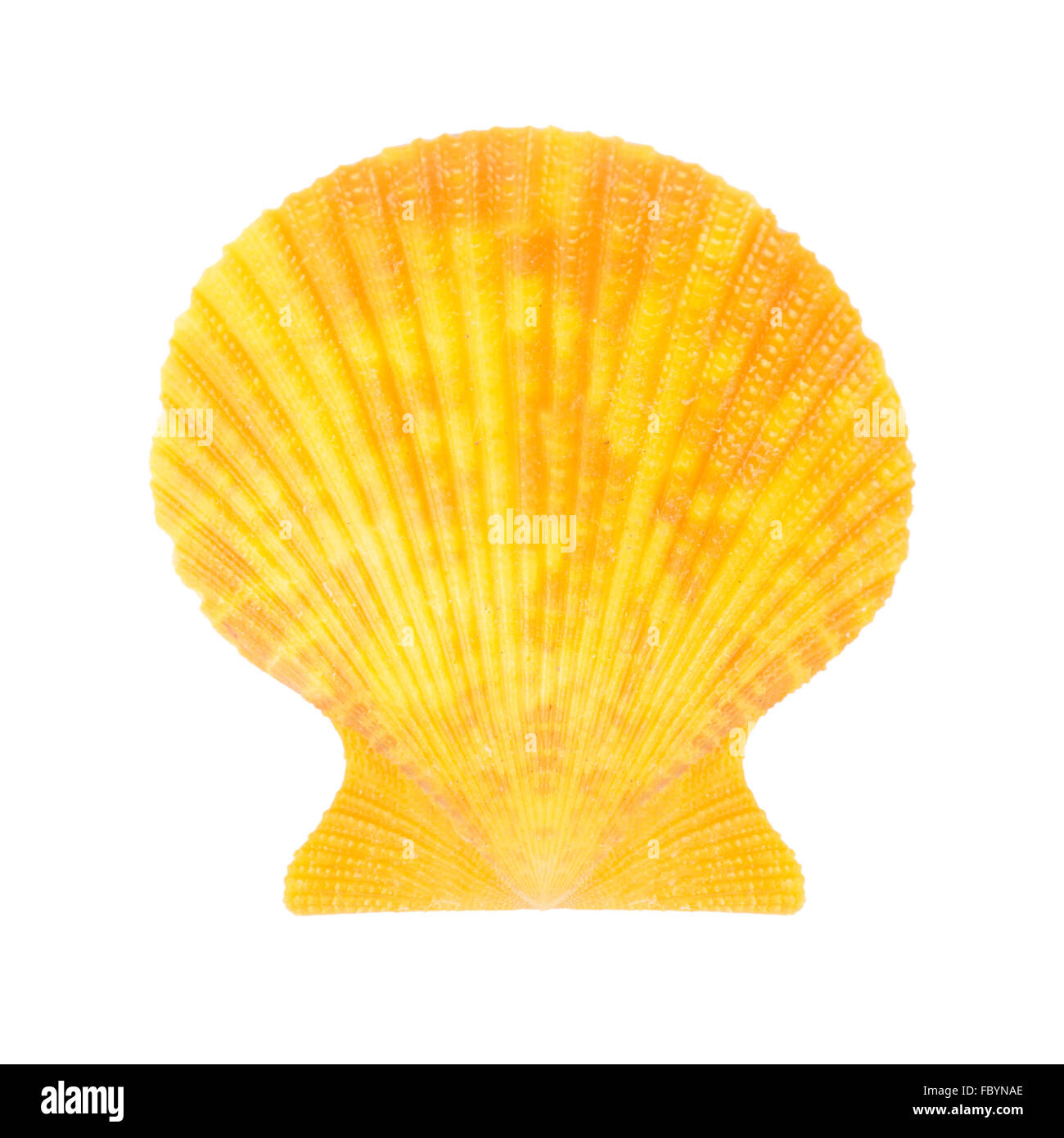 Sea shell isolated on a white background Stock Photo - Alamy