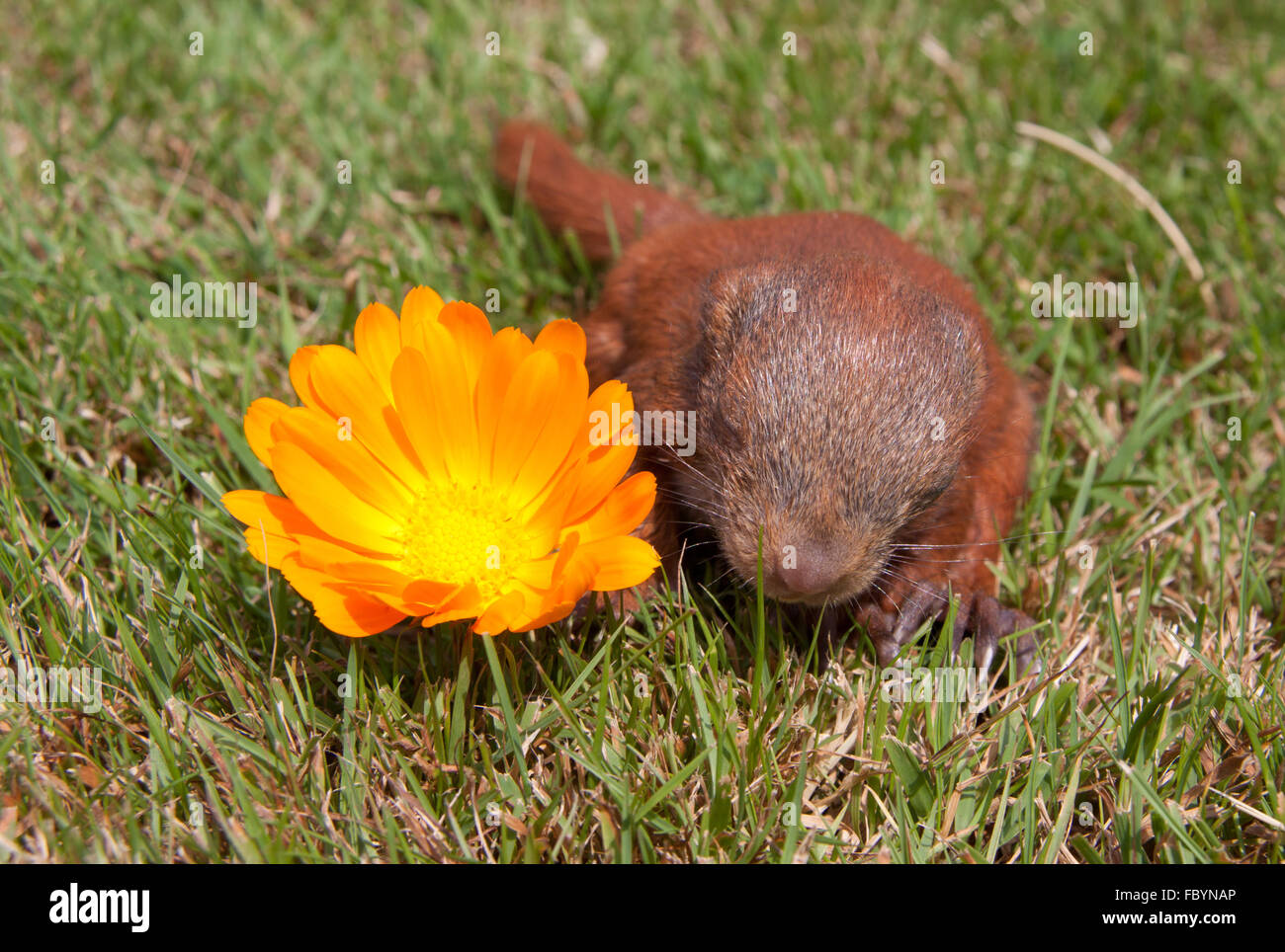 Baby squirrel hi-res stock photography and images - Alamy