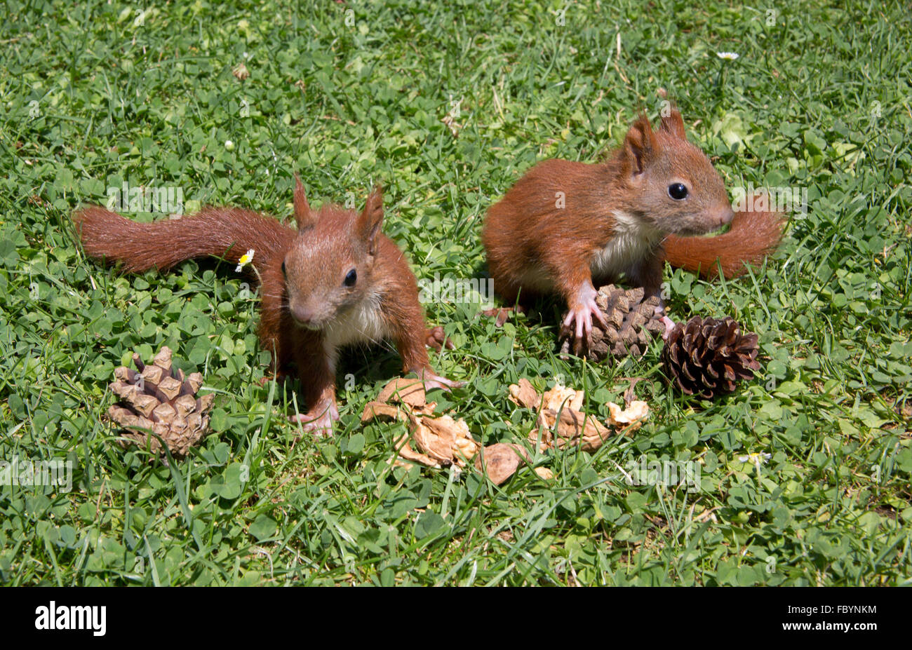 two squirrel babies Stock Photo - Alamy