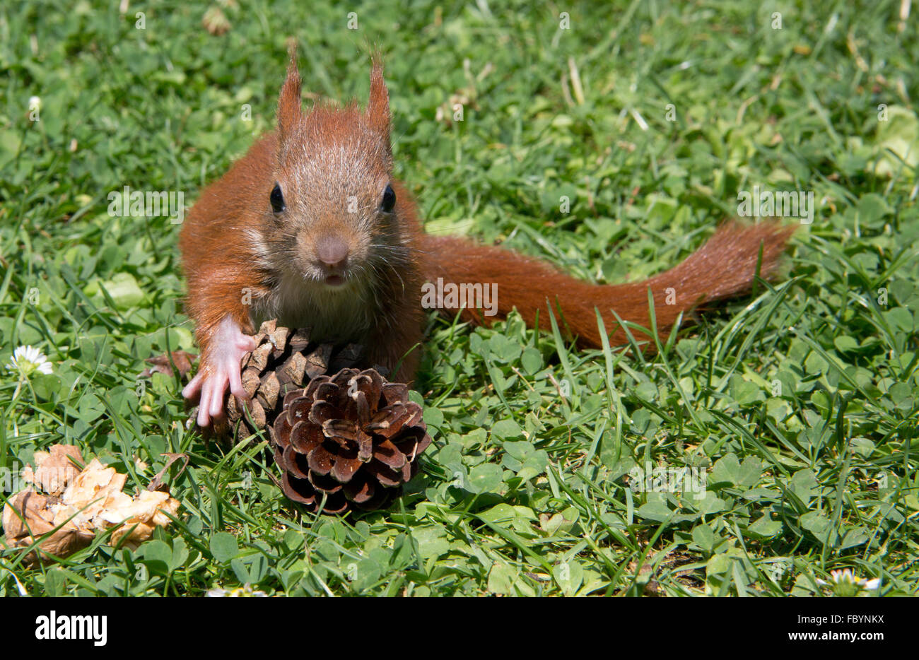 Young squirrel hi-res stock photography and images - Alamy
