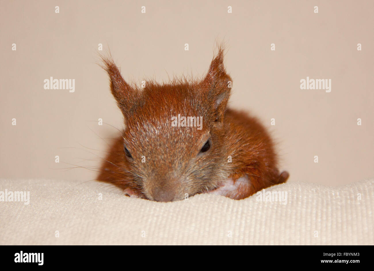 Squirrel sleeping hi-res stock photography and images - Alamy
