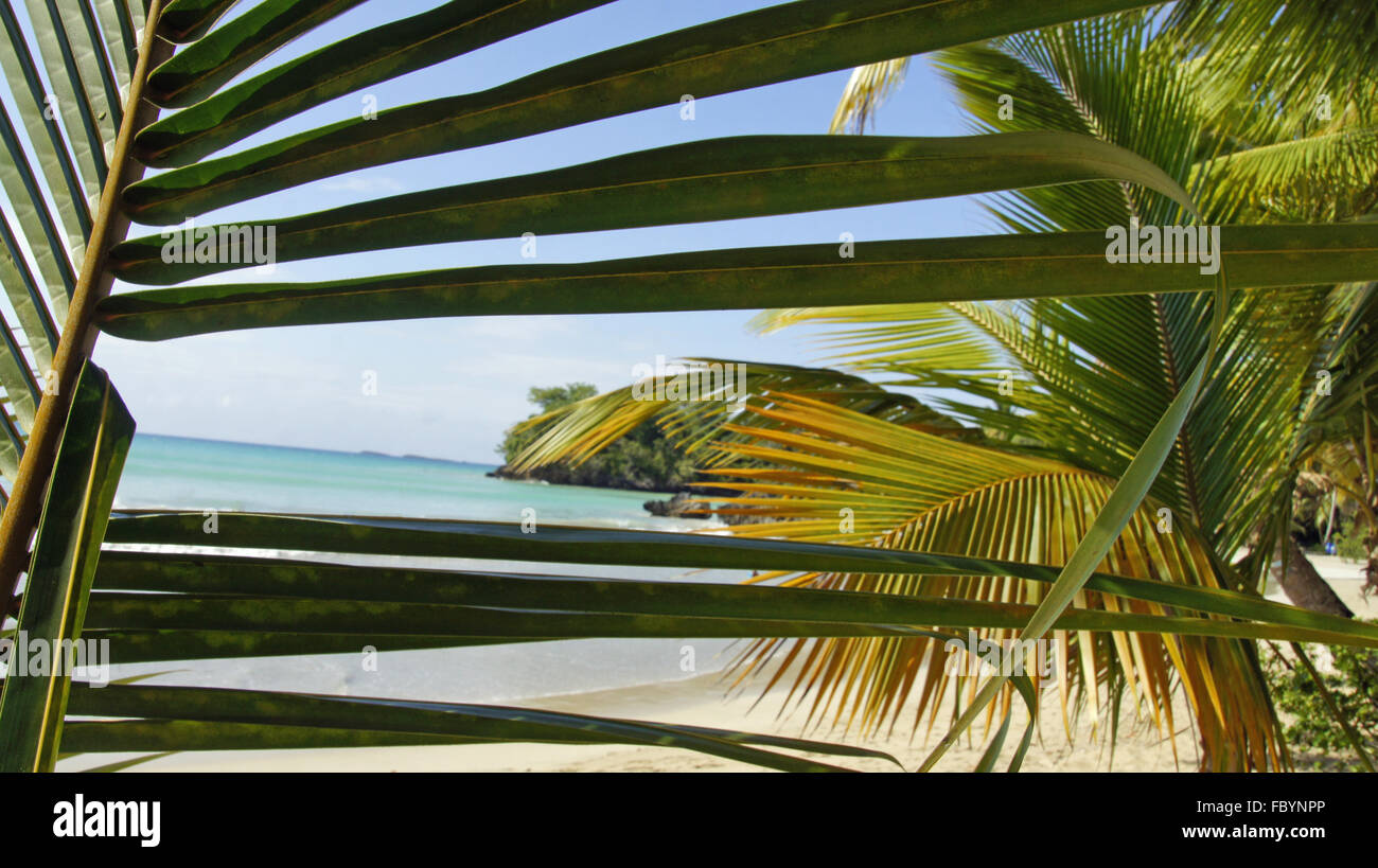 palm leaf at caribbean beach Stock Photo - Alamy