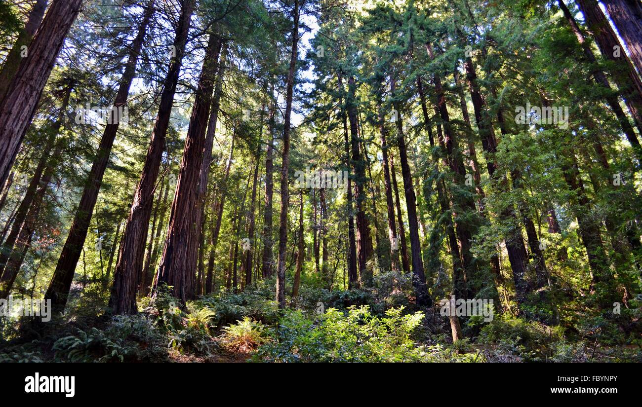 Redwoods in Muir Woods National Park in California Stock Photo - Alamy