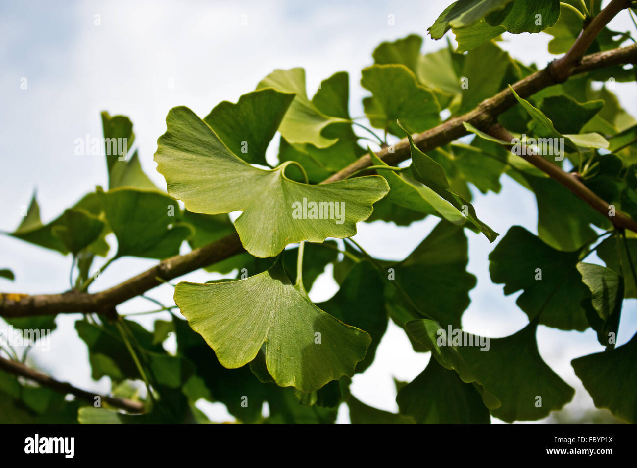 Ginkgo on a branch Stock Photo - Alamy