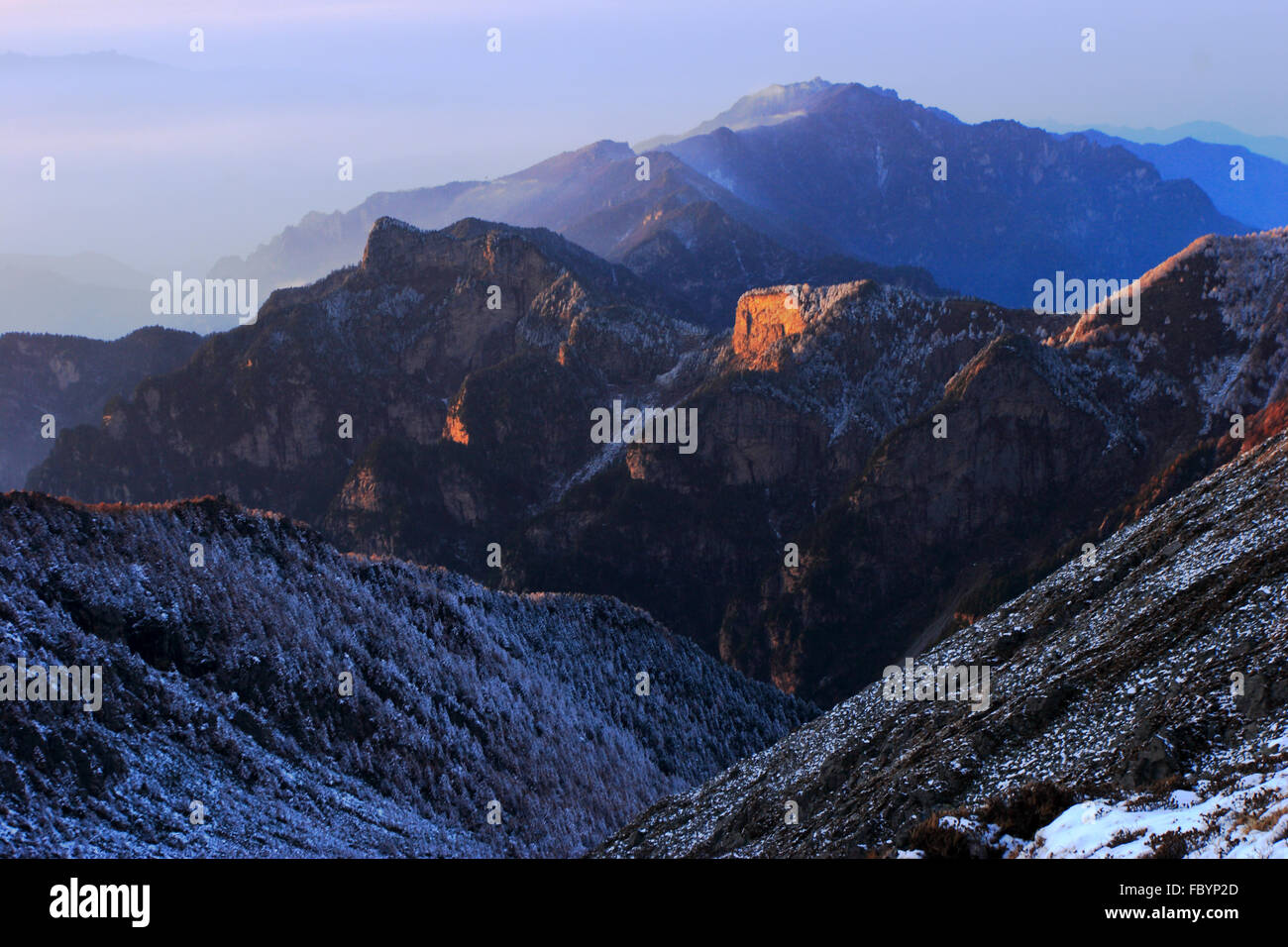 Shanxi Province Qinling Forest City Larix chinensis in Protected Areas ...