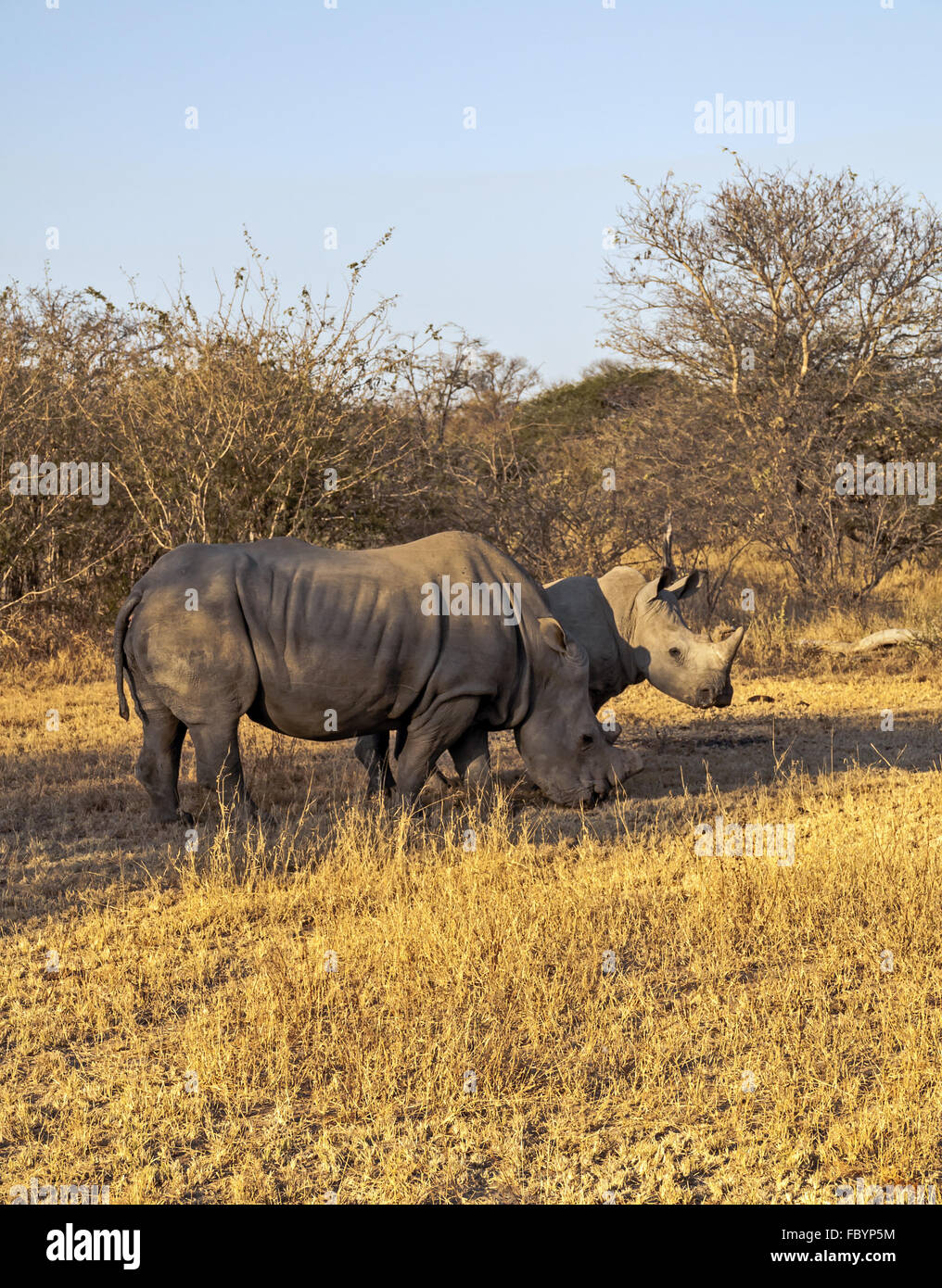 Rhino environment hi-res stock photography and images - Alamy