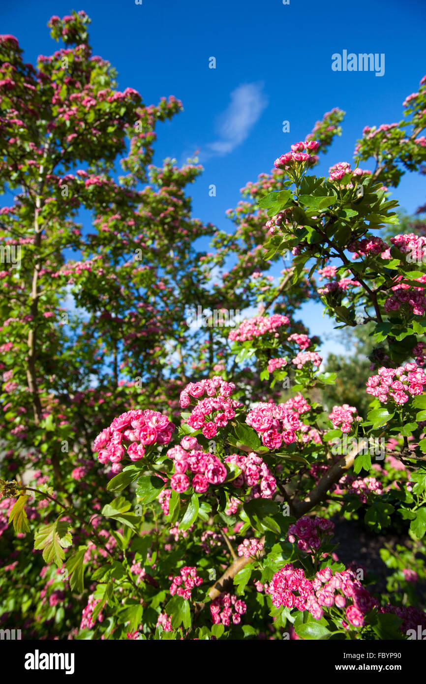 Double pink hawthorn hi-res stock photography and images - Alamy