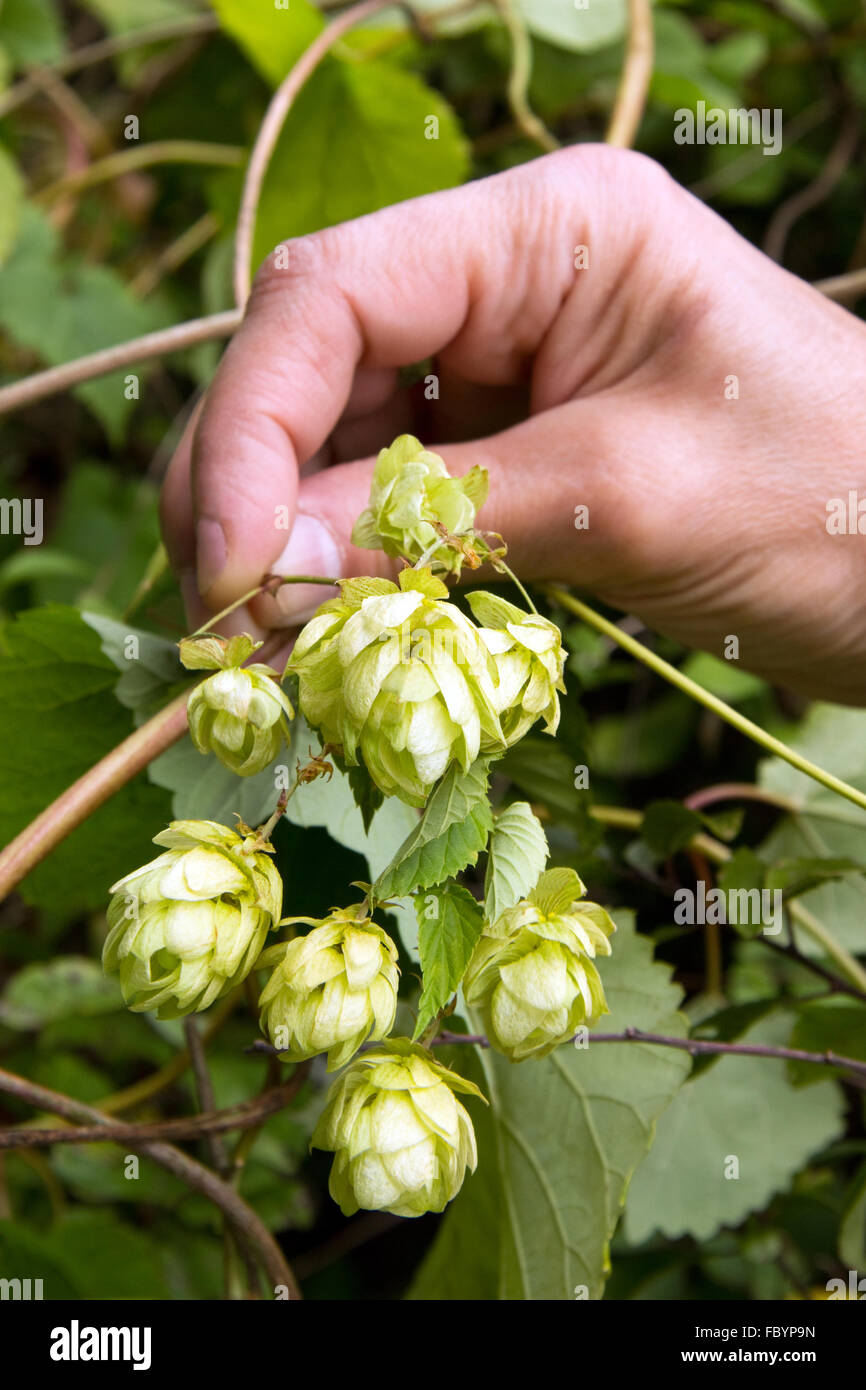 Hop tea hi-res stock photography and images - Alamy