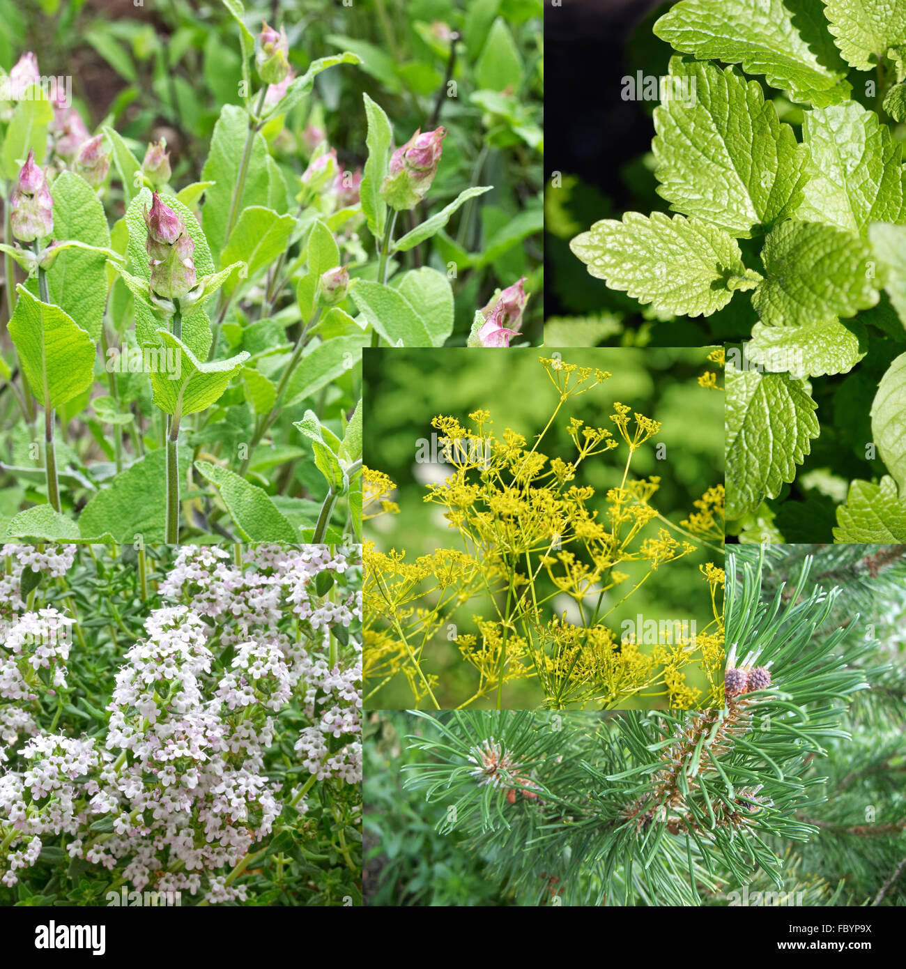 Remedial plant remedial plants hi-res stock photography and images - Alamy