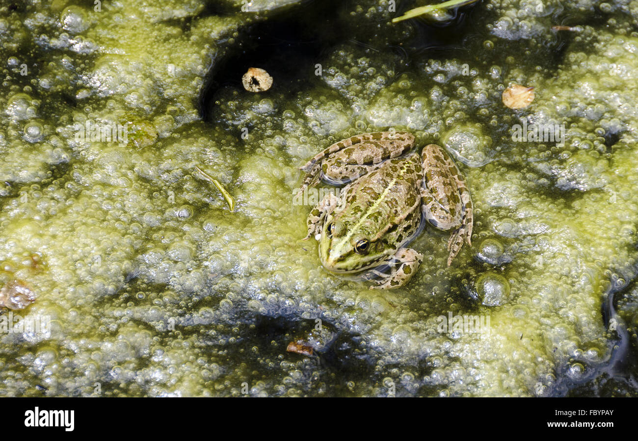 edible frog sitting in a pond Stock Photo - Alamy