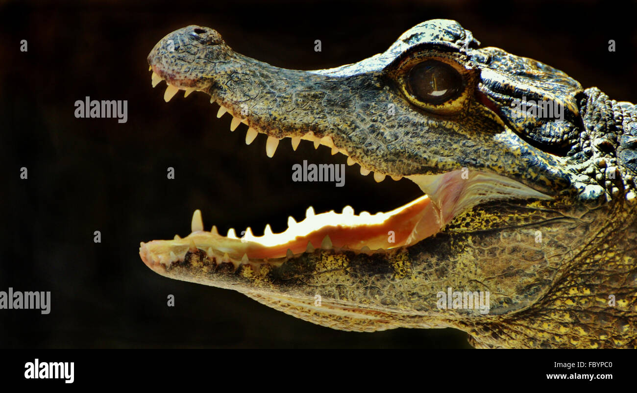 Side profile of a juvenile American Alligator (Alligator ...