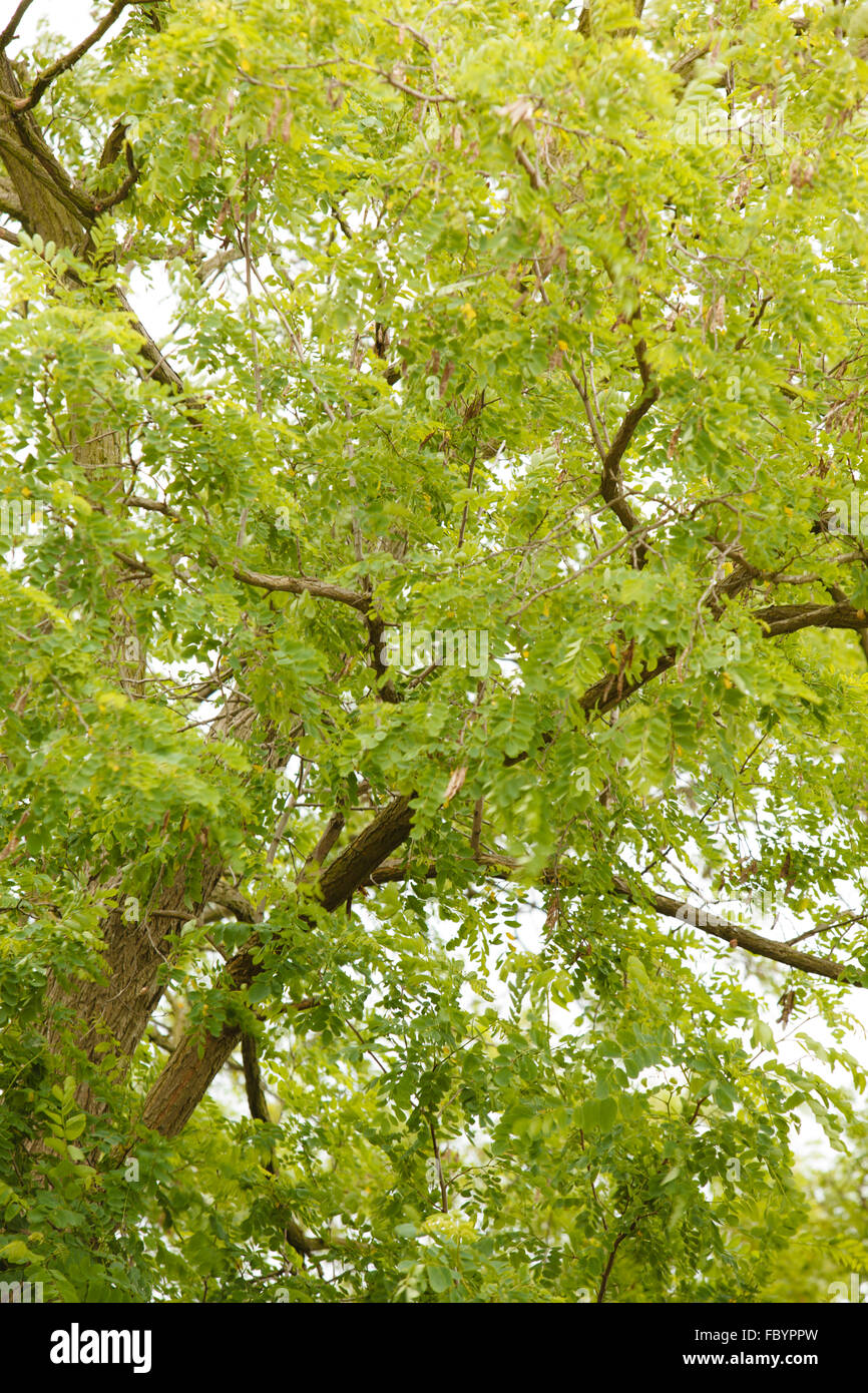 Leaves acacia tree hi-res stock photography and images - Alamy