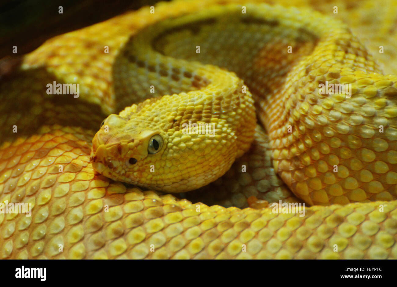 Yellow snake hi-res stock photography and images - Alamy