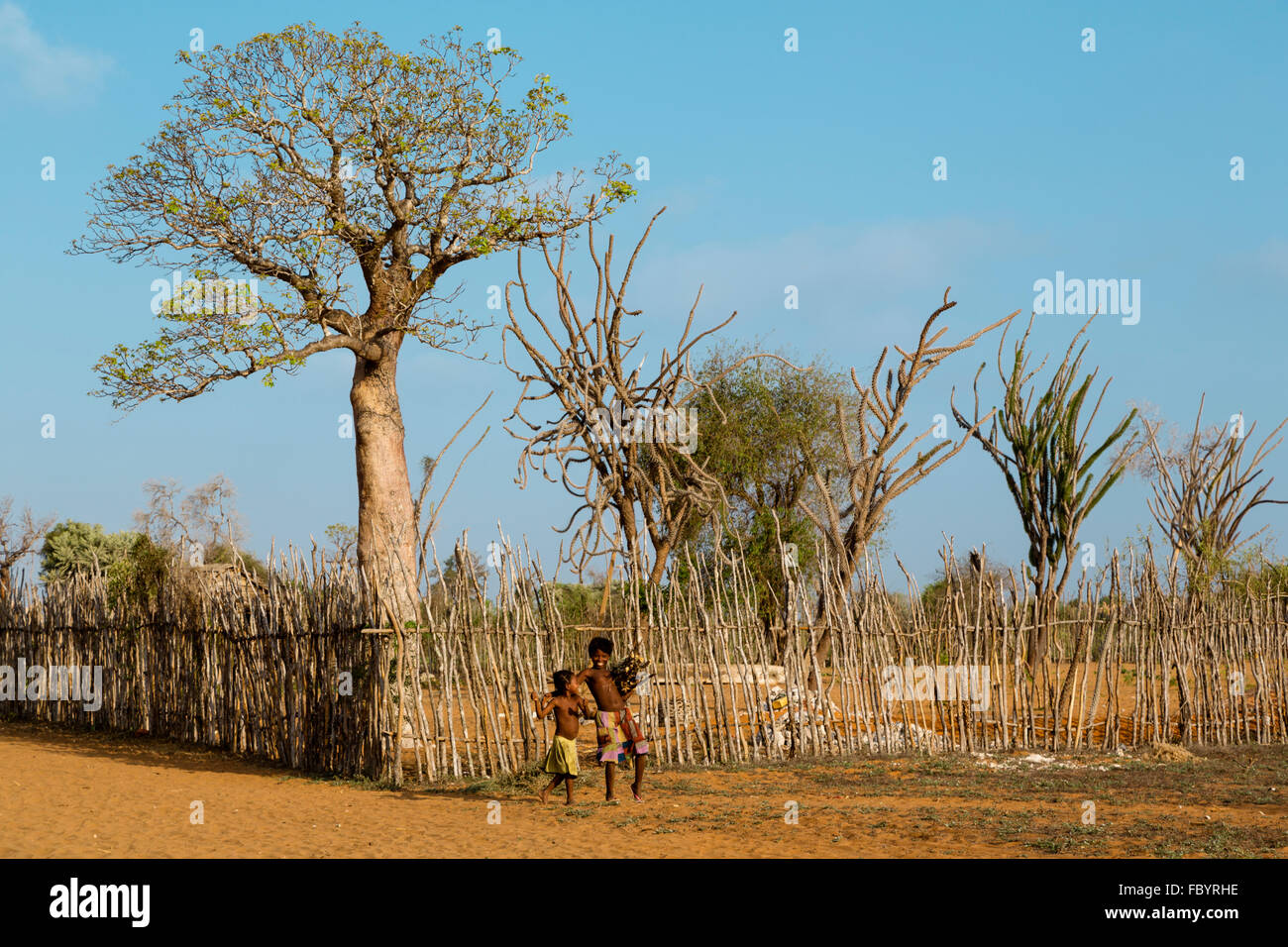 Baobab at Mangily, Madagascar Stock Photo - Alamy