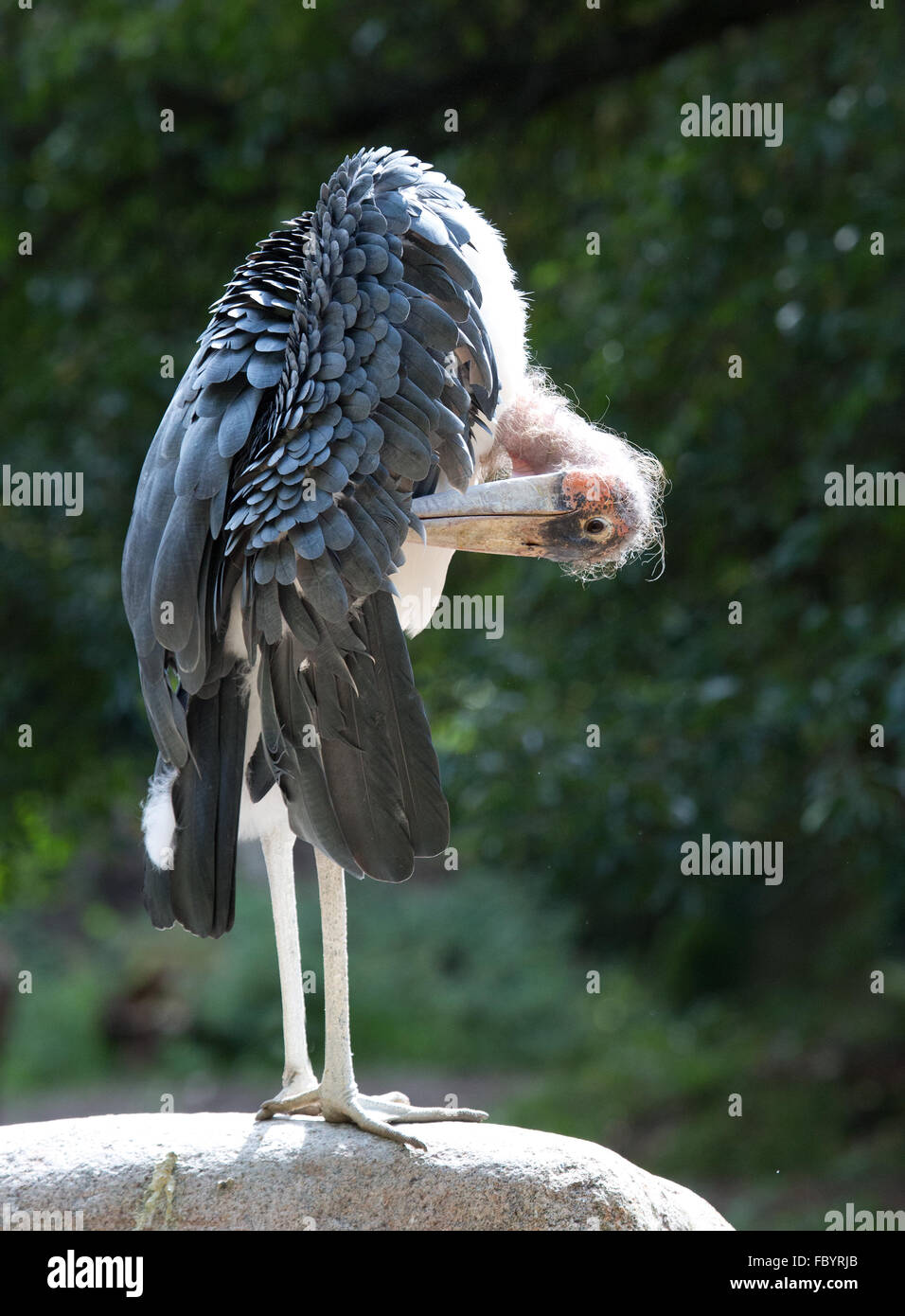 Marabu black and white hi-res stock photography and images - Alamy
