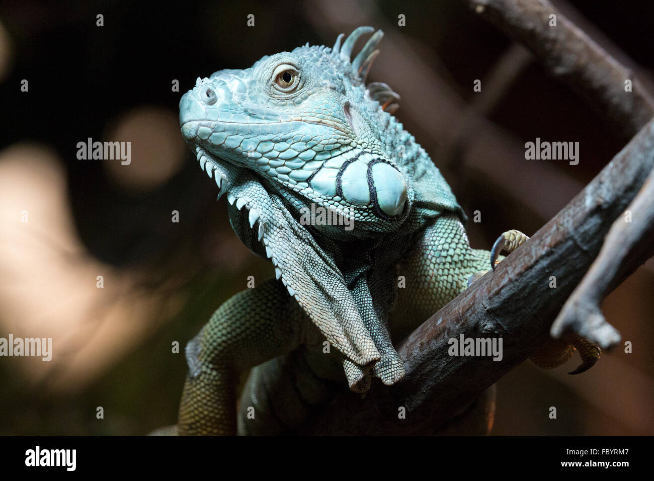 Lizzard green hi-res stock photography and images - Alamy