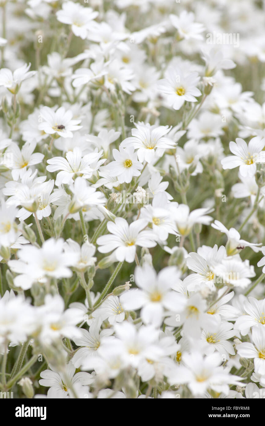 Whith hi-res stock photography and images - Alamy