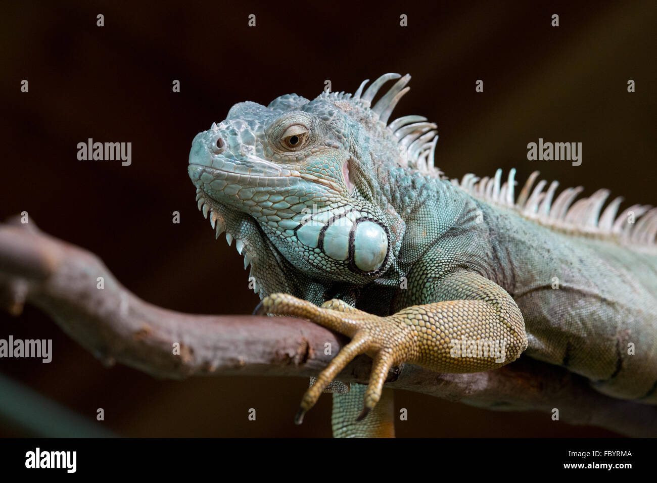 The lizzard hi-res stock photography and images - Alamy