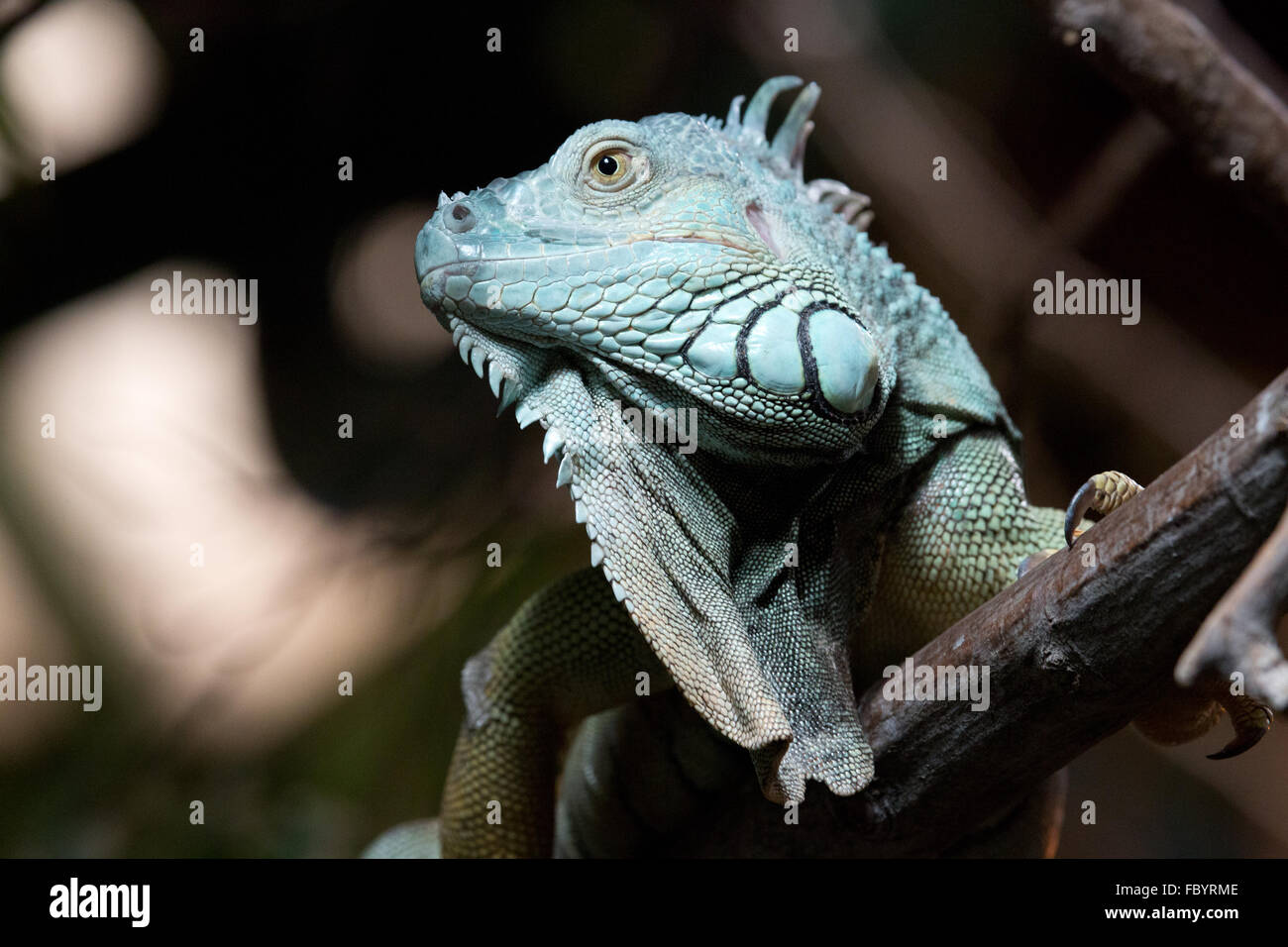 Green claws hi-res stock photography and images - Alamy