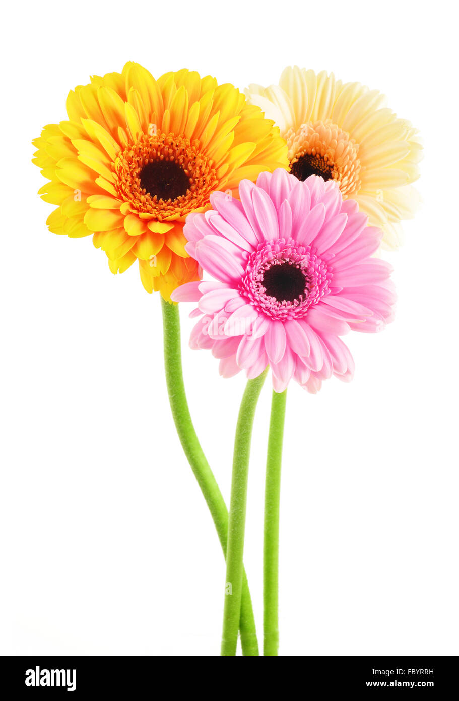 Composition with three gerberas isolated on white background Stock ...