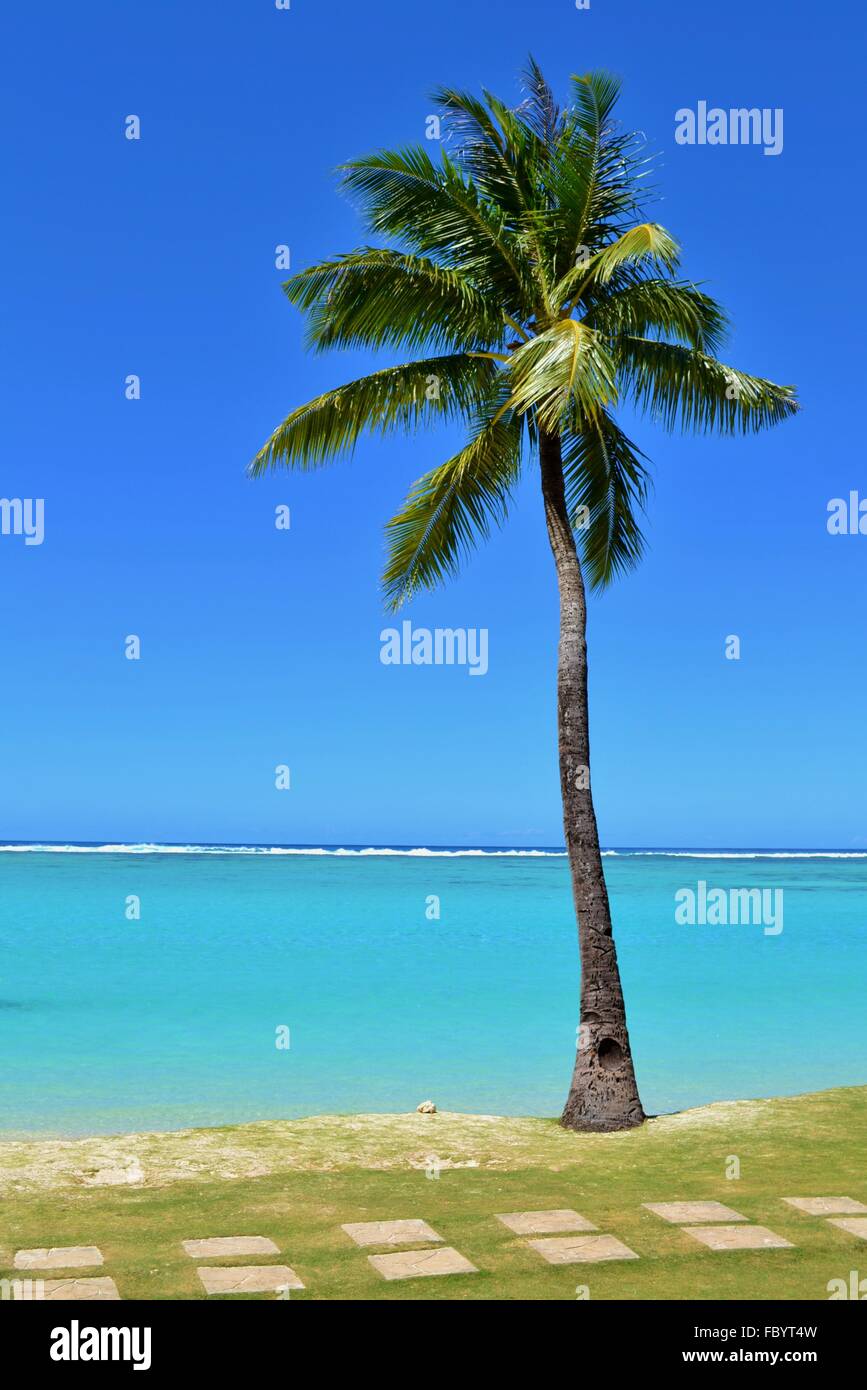 Guam beach palm tree hi-res stock photography and images - Alamy