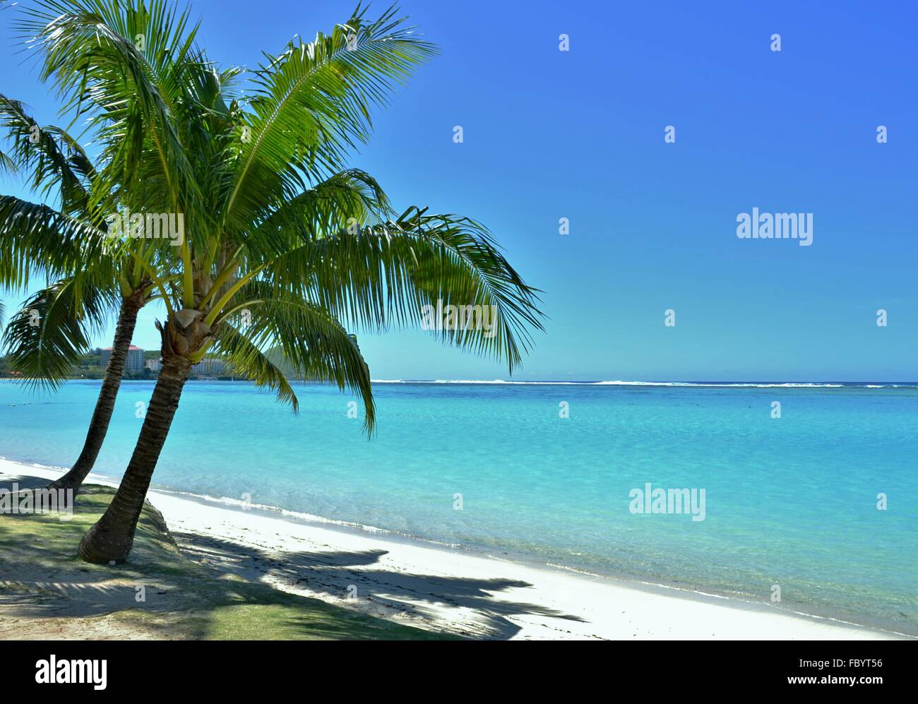 Palm tree on the tropical Pacific island of Guam Stock Photo - Alamy
