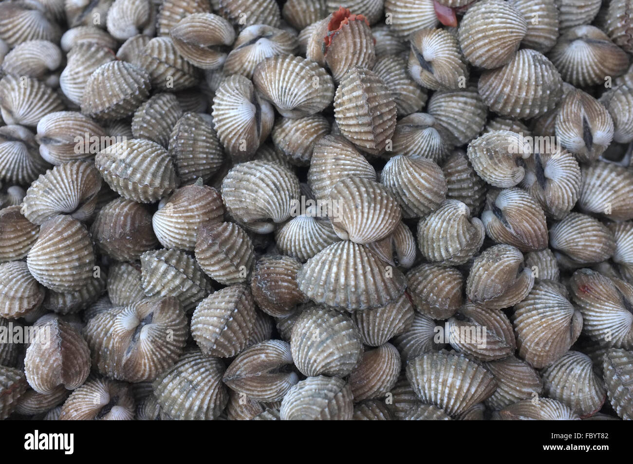 Cockle mollusc sea shell hi-res stock photography and images - Alamy