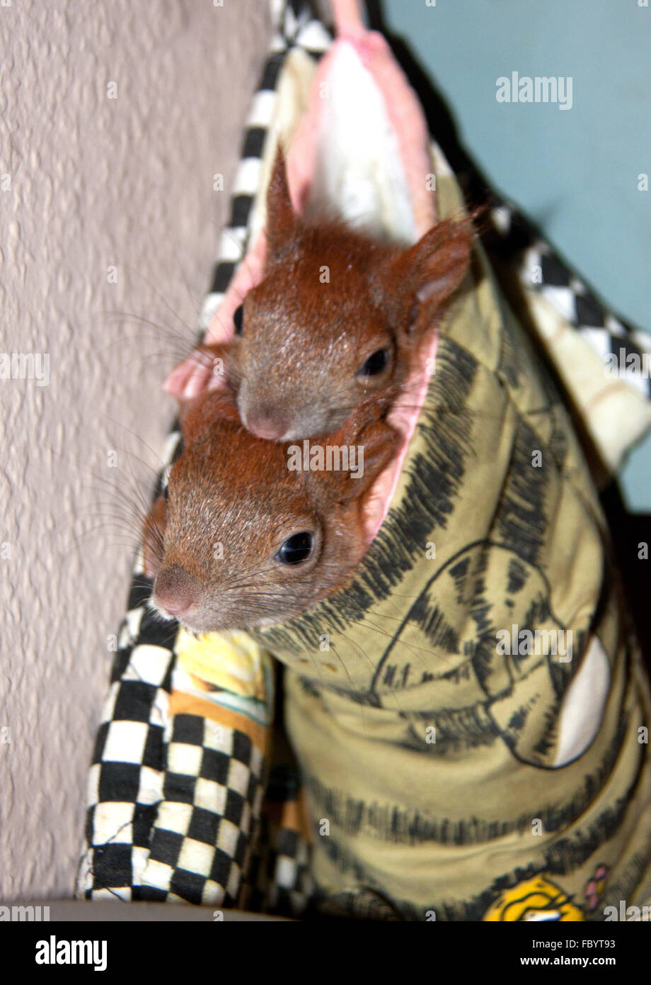 Two squirrels baby hi-res stock photography and images - Alamy