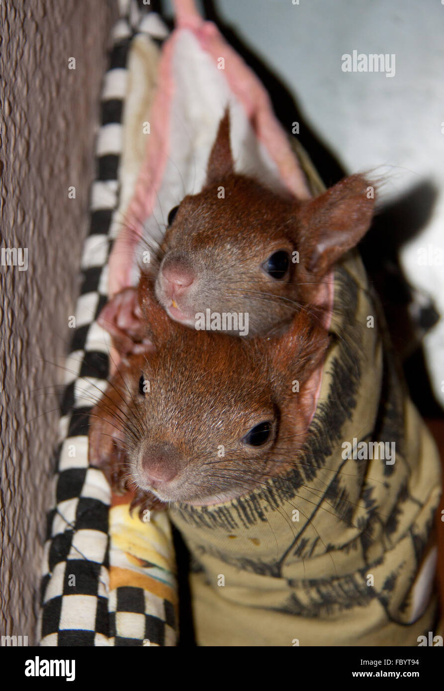 Cute squirrels hi-res stock photography and images - Alamy