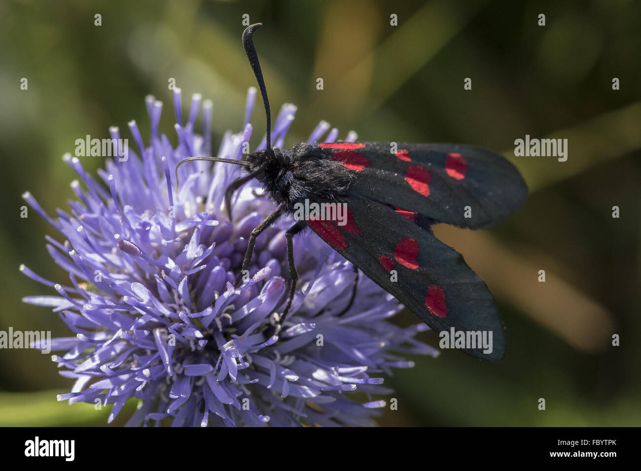 Zygaena filipendulae 2 Stock Photo - Alamy