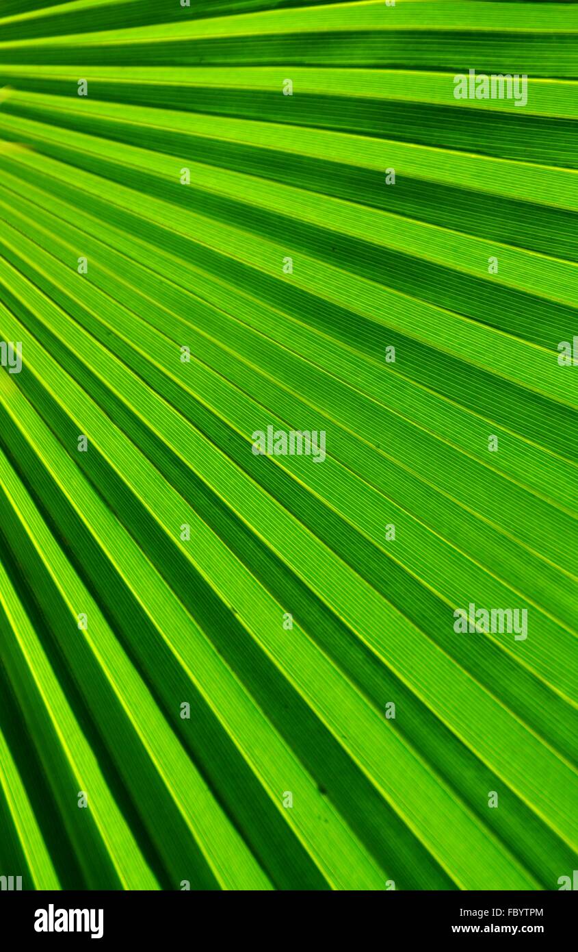 Geometric pattern created by the angular leaves of a palm frond Stock ...