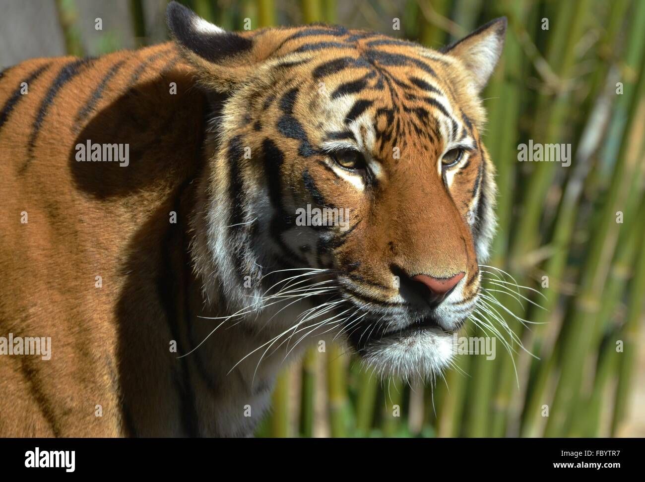 Tiger bamboo hi-res stock photography and images - Alamy