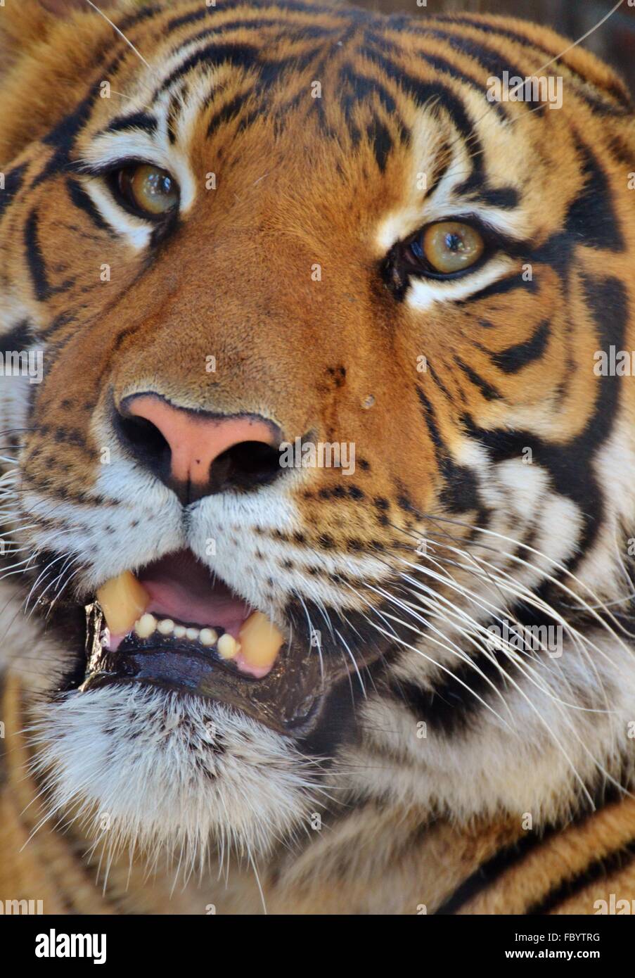 Tiger face hi-res stock photography and images - Alamy