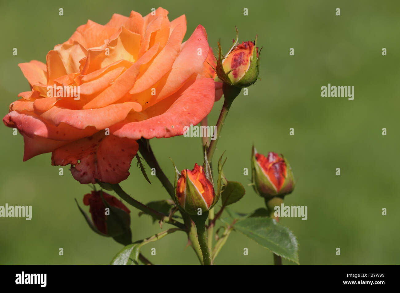Stem of roses hi-res stock photography and images - Alamy