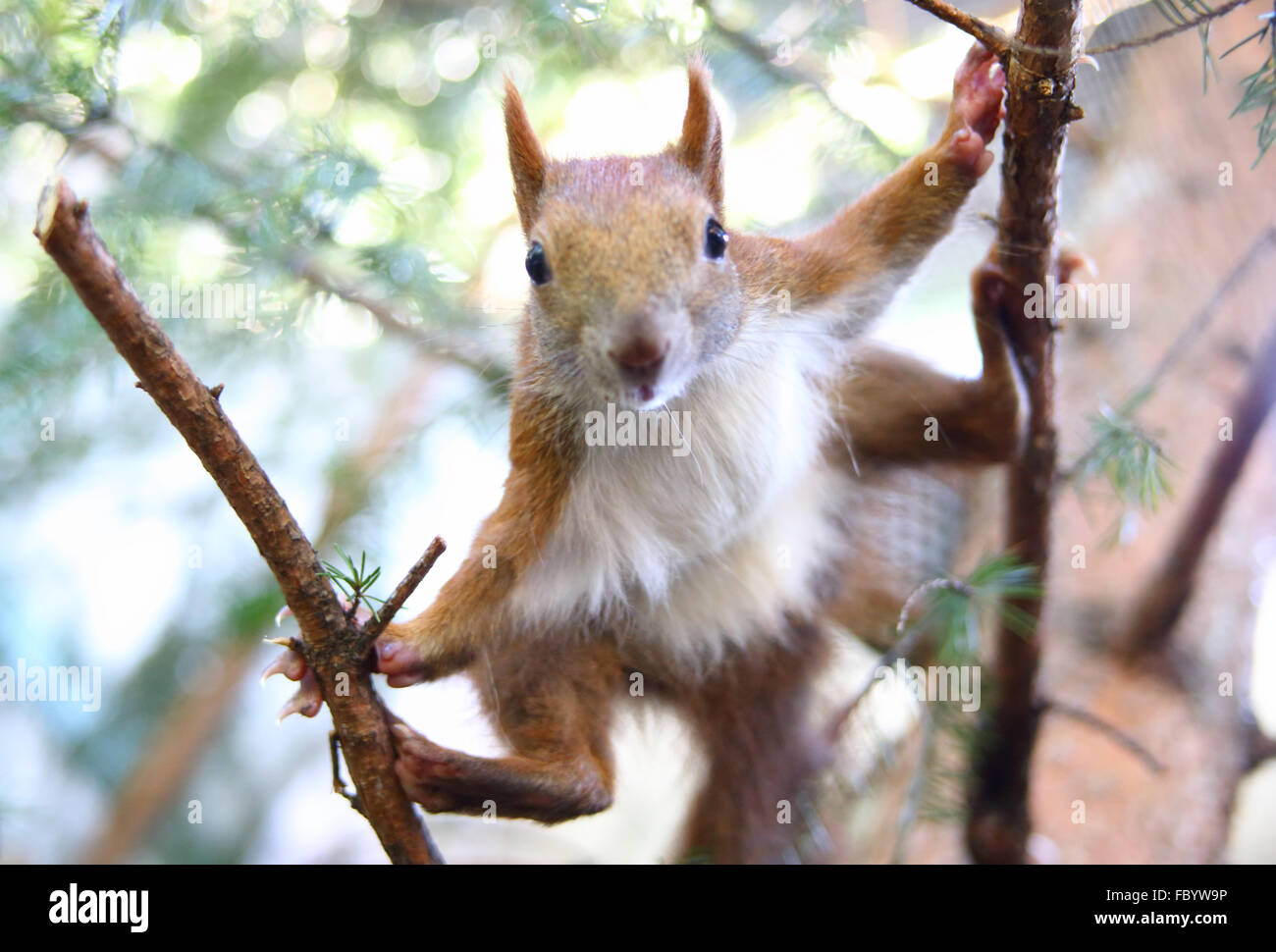 Baby squirrel climb hi-res stock photography and images - Alamy