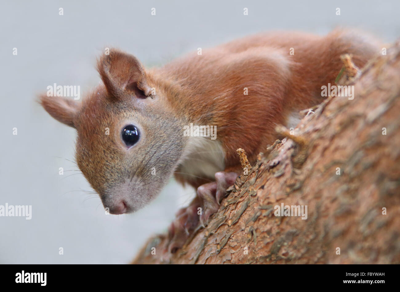 Climbing squirrel hi-res stock photography and images - Alamy