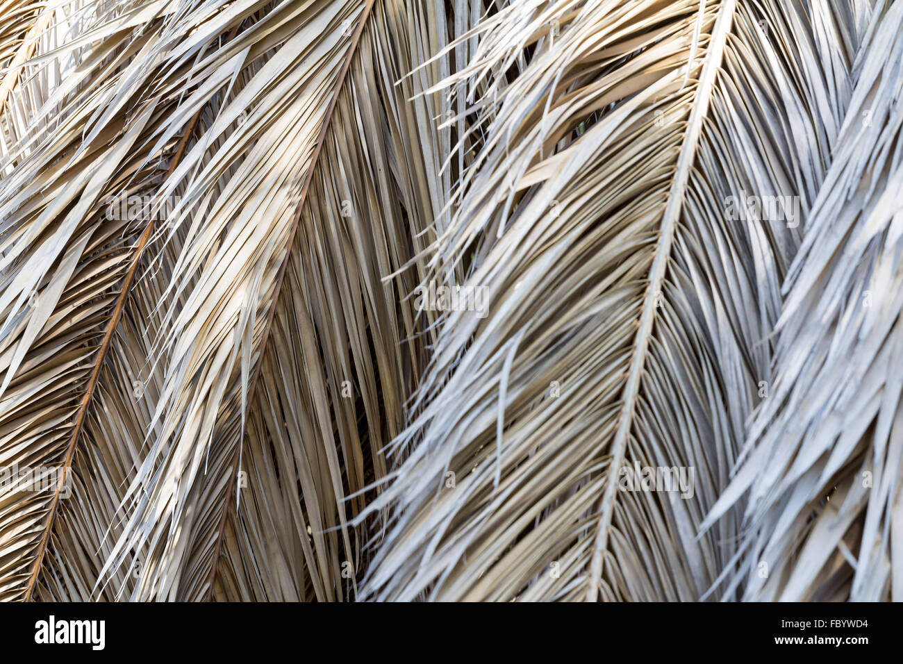 dried palm leaves Stock Photo - Alamy dried palm leaves Stock Photo - Alamy