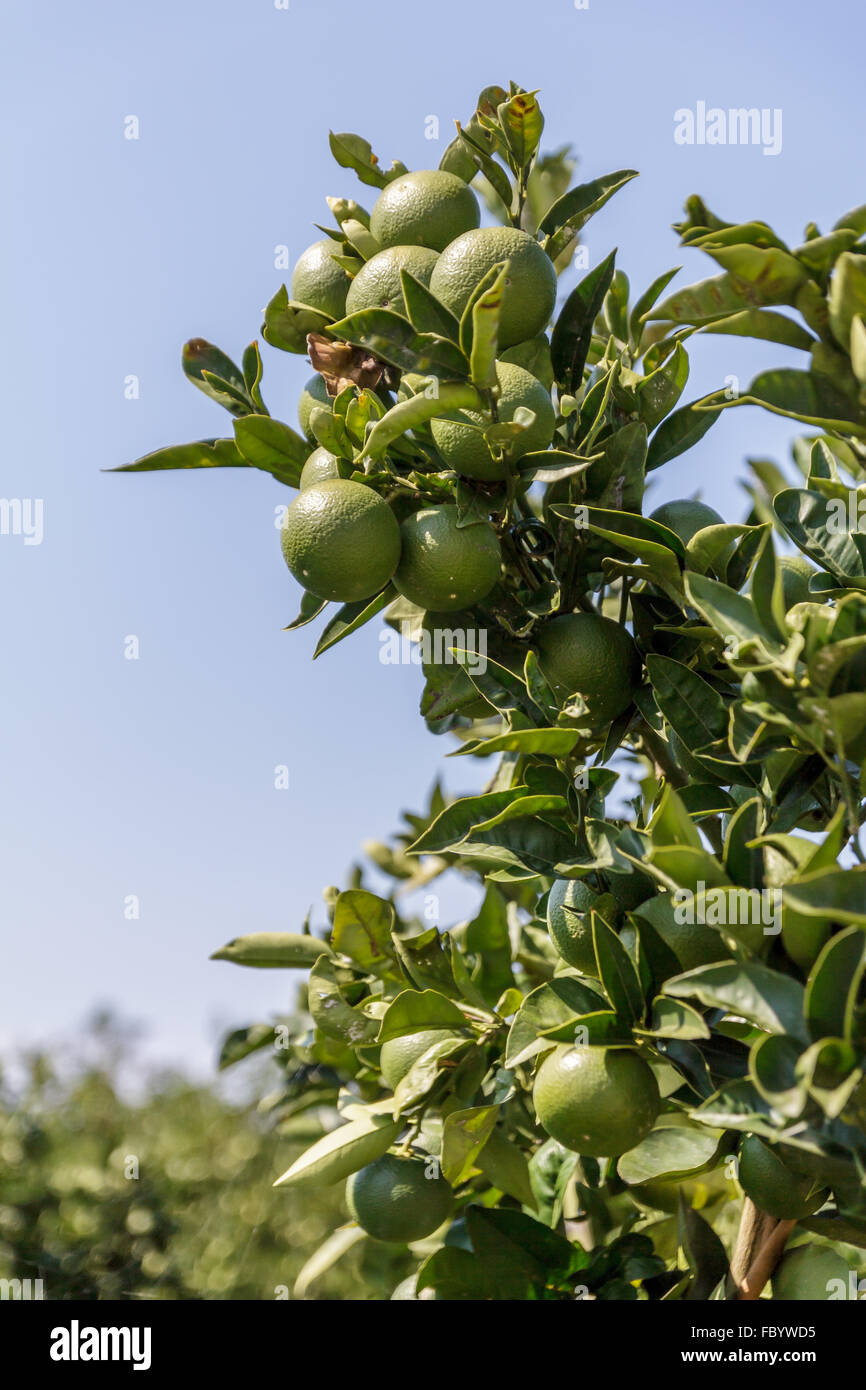 Unripe citrus fruits Stock Photo - Alamy