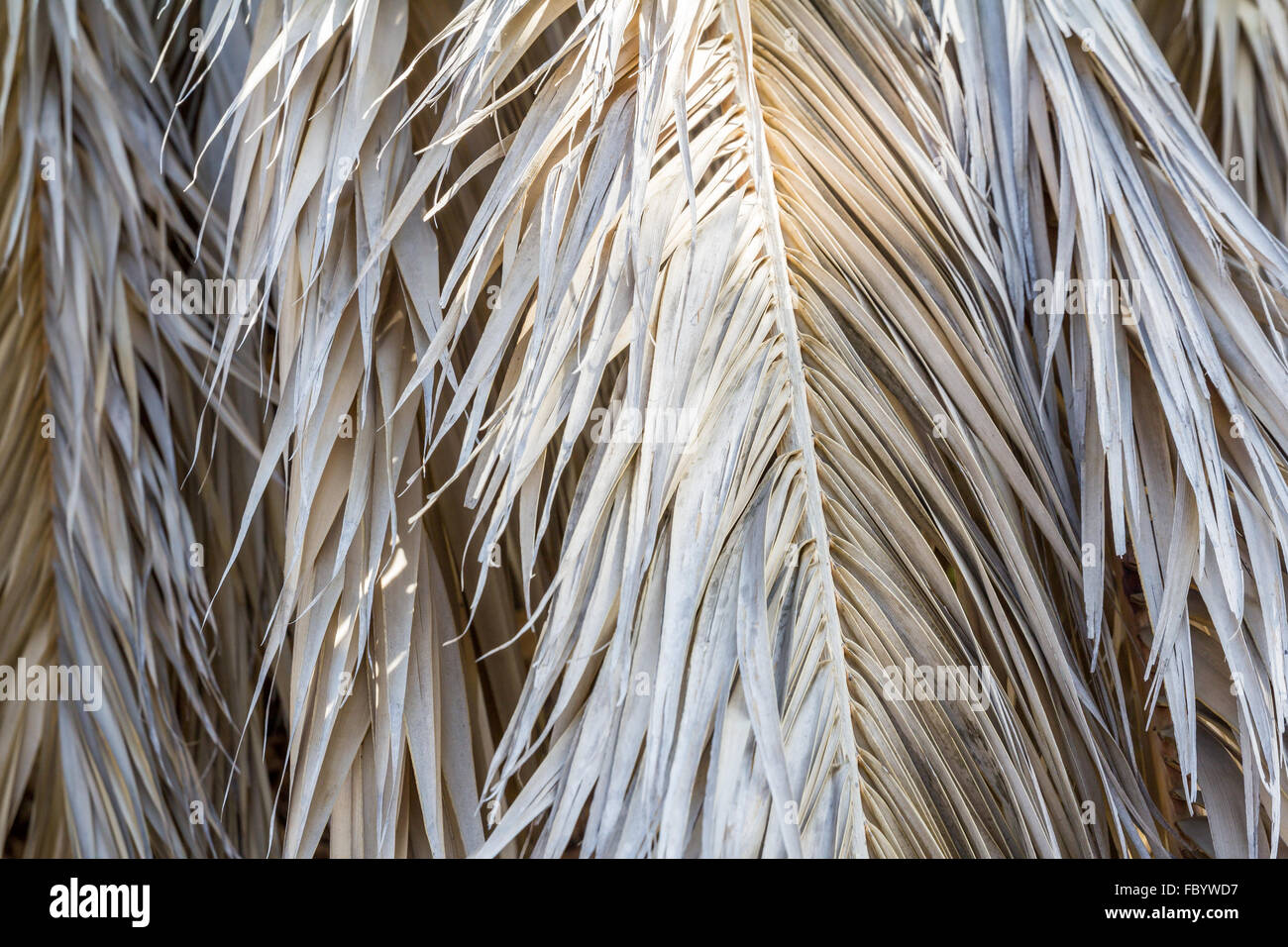 Dried palm hi-res stock photography and images - Alamy